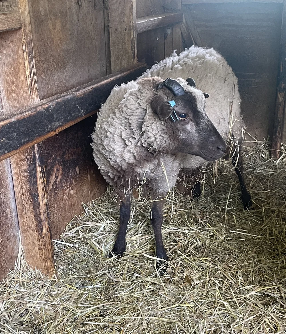 Shetlands — Trinity Farm