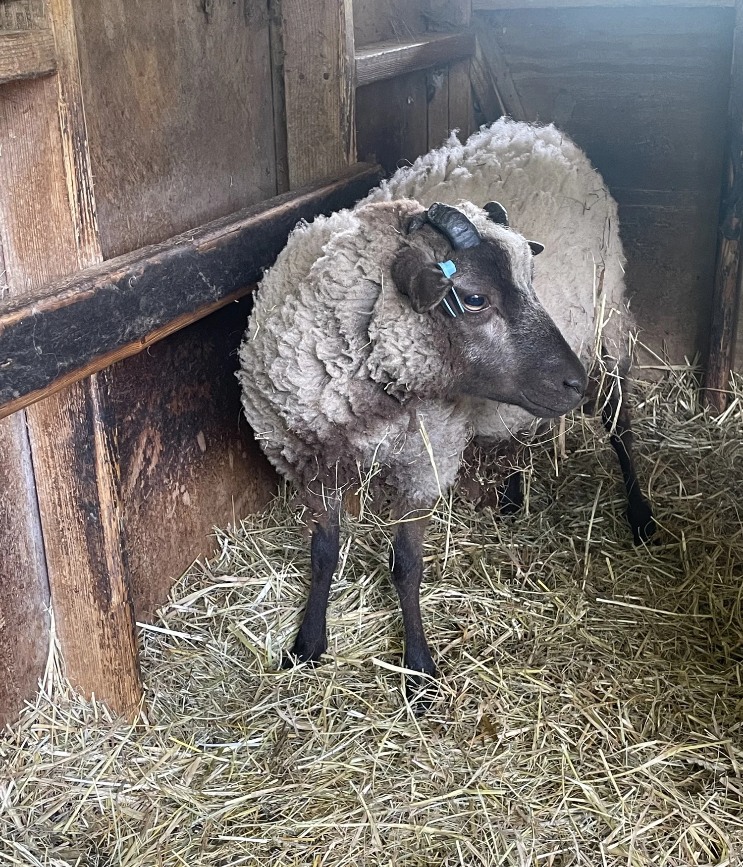 Shetlands — Trinity Farm