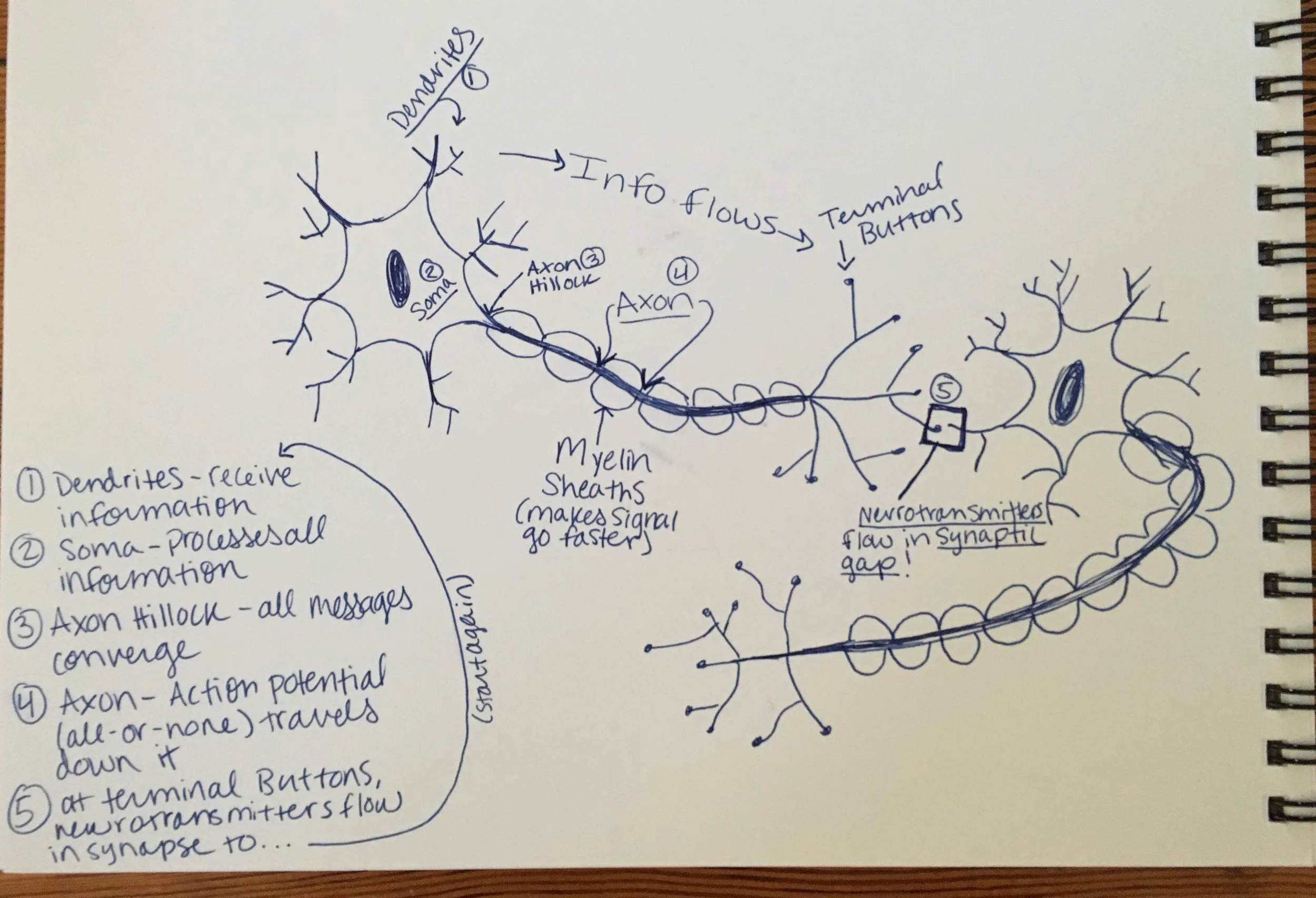 Learn How To Study Using... Dual Coding — The Learning Scientists