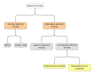 GUEST POST: How and Why Teachers Should Use Graphic Organizers in the ...