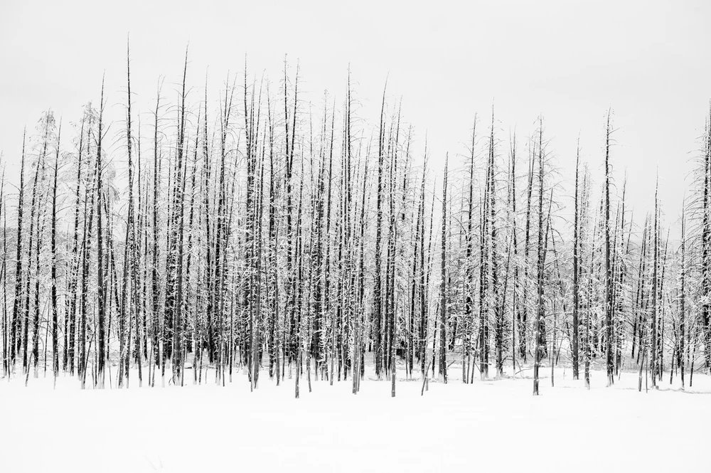 Amy Ames Photography