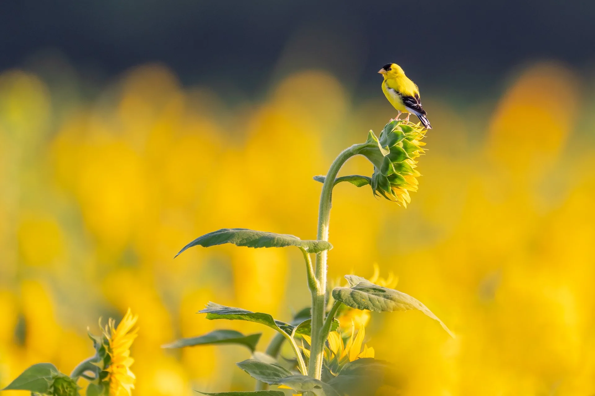 Amy Ames Photography