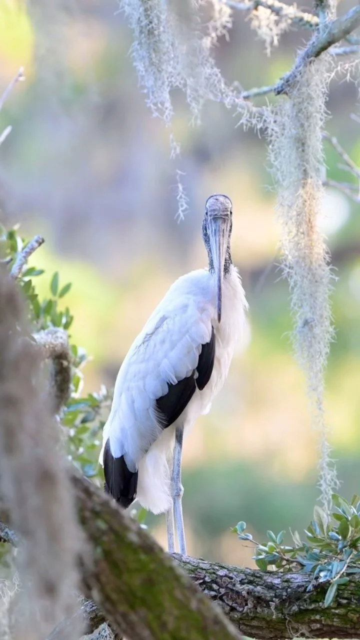 Amy Ames Photography