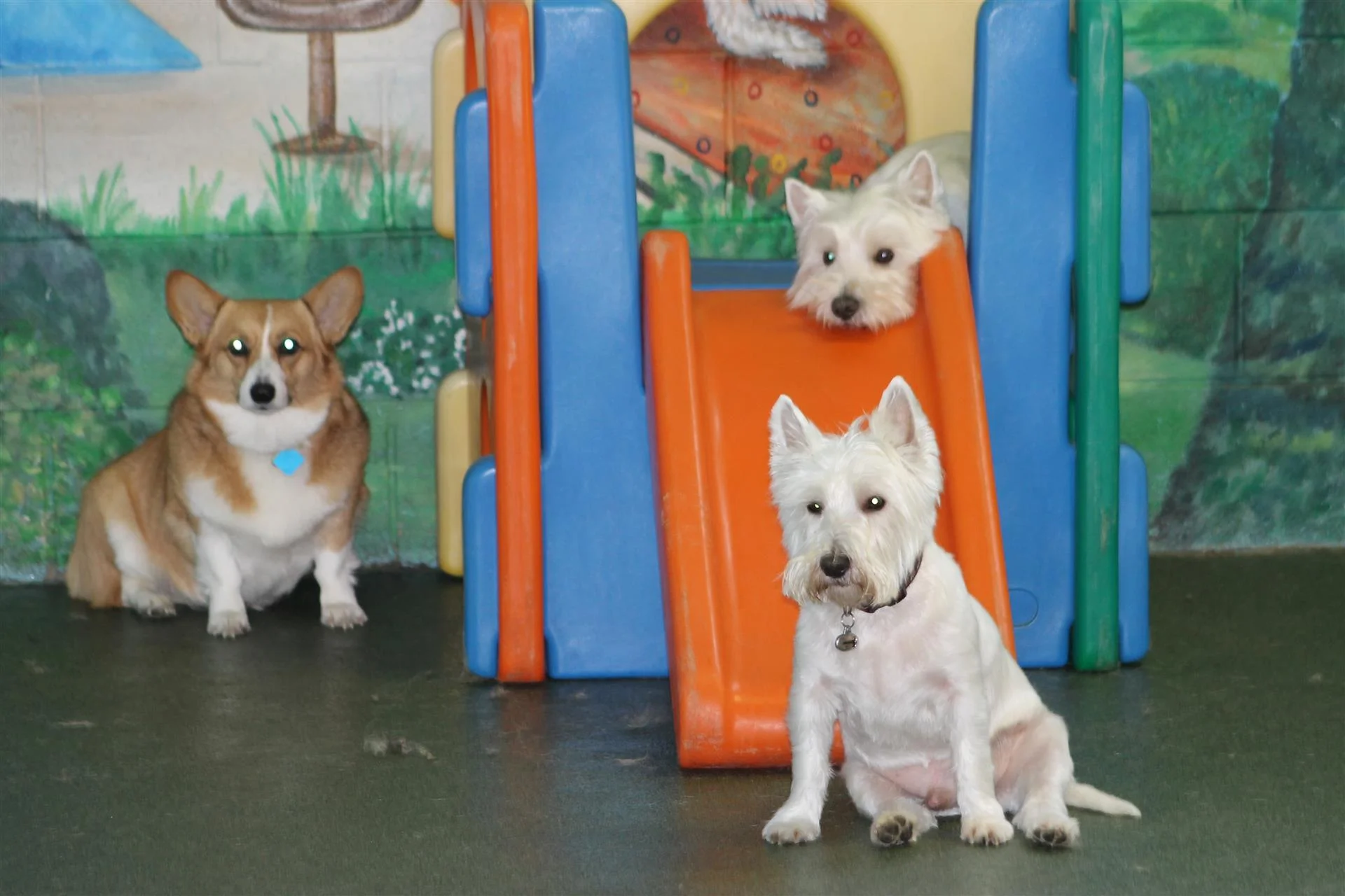 Daycare Chicago Canine Club Daycare Chicago Canine Club