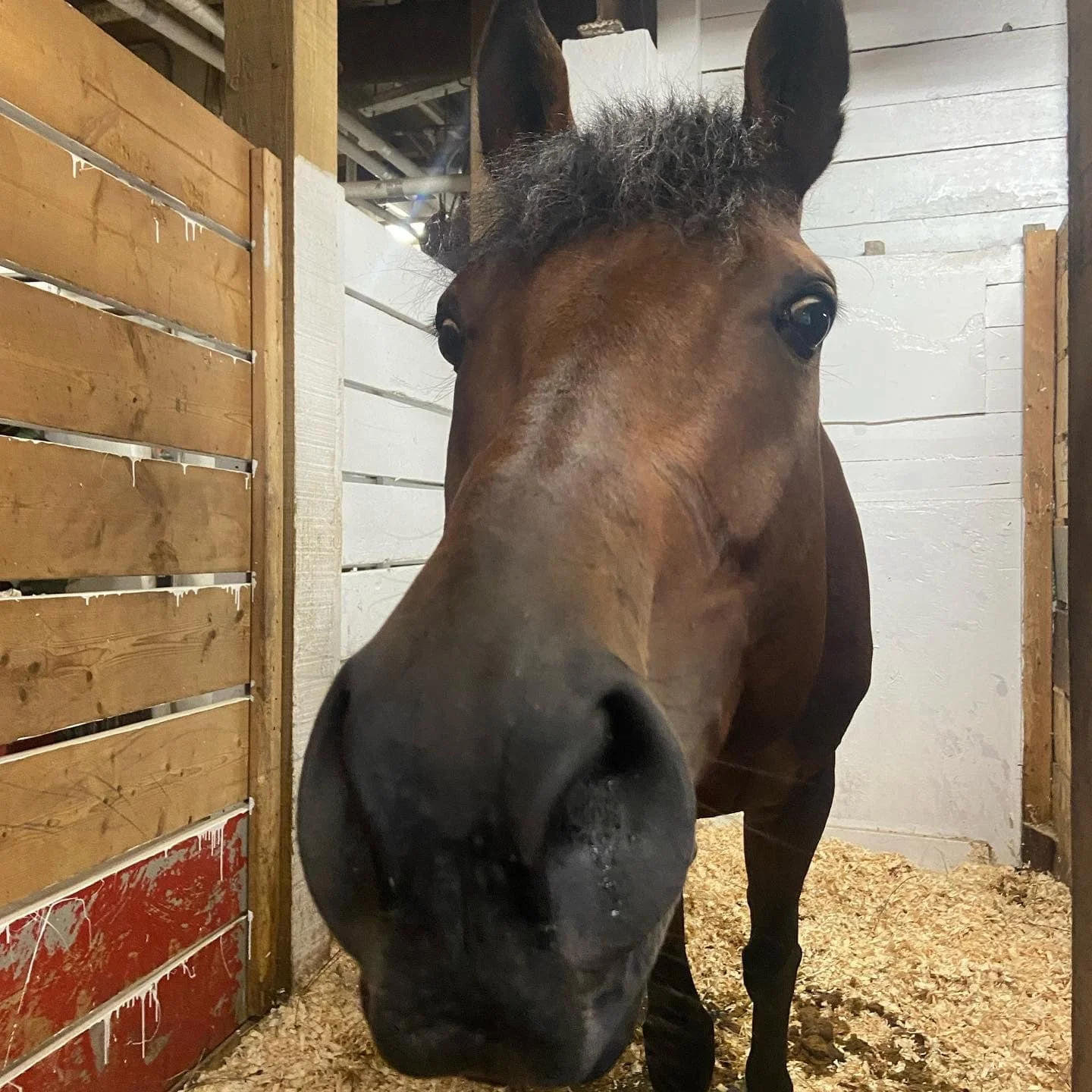 Our featured horse of the month for December is Bear! — Halifax Lancers