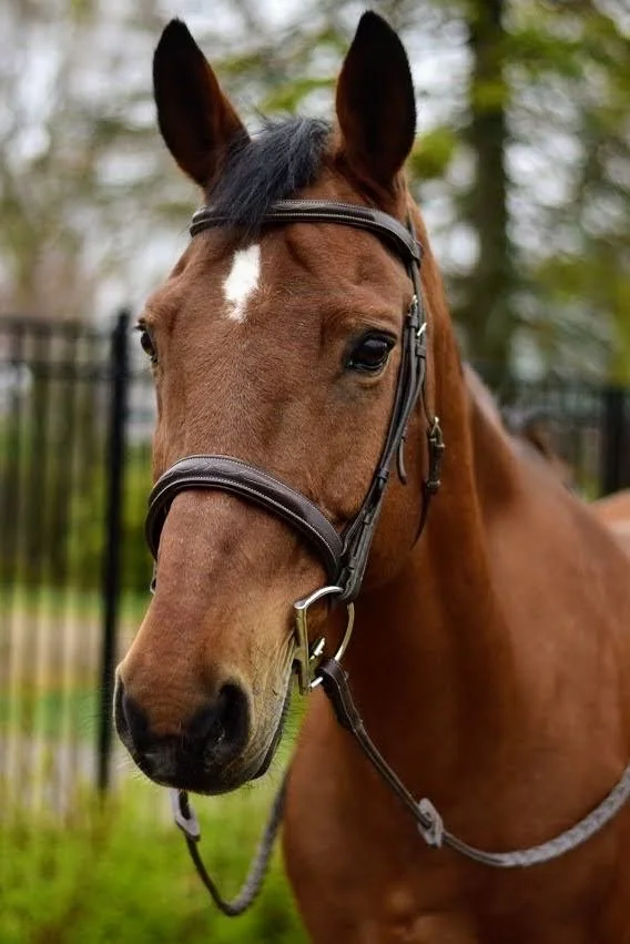 The Horses of Halifax — Halifax Lancers