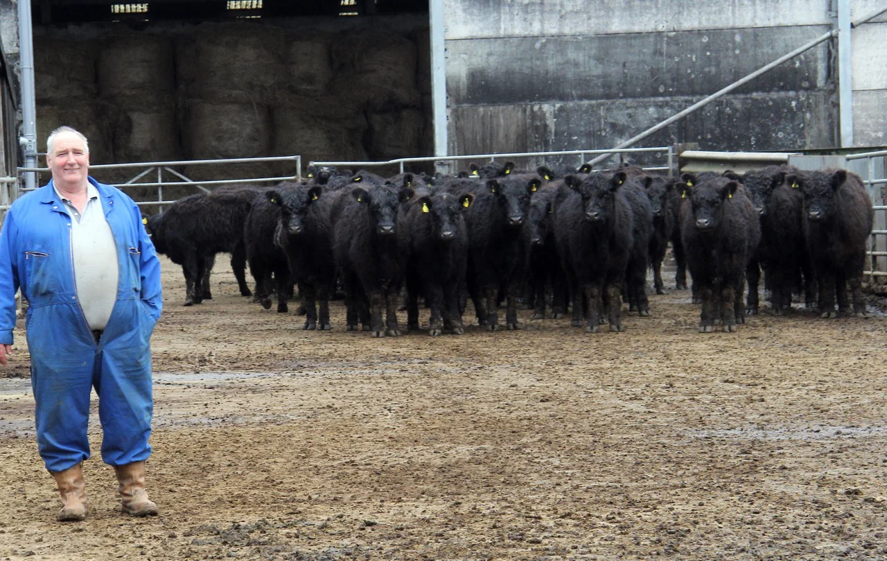 Galloways head to Spain — British Livestock Genetics