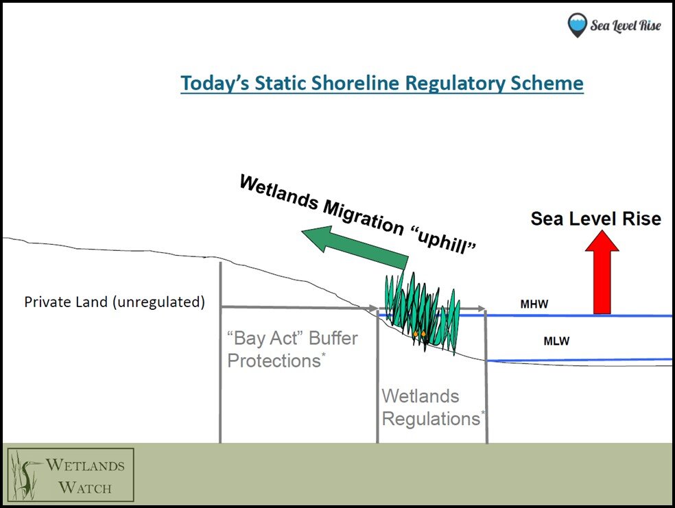 Director's Blog — Wetlands Watch
