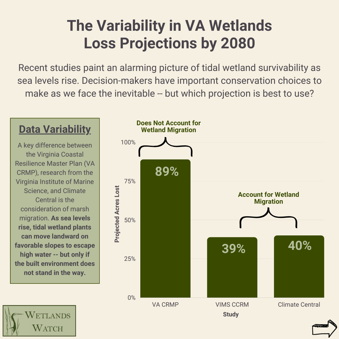 Director's Blog — Wetlands Watch