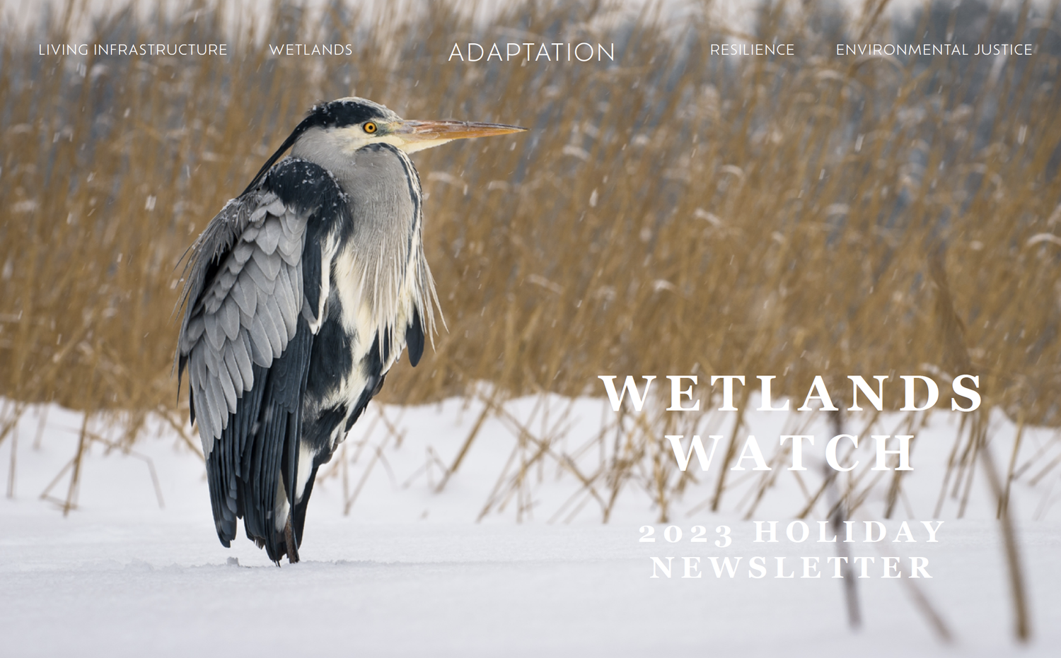 Newsletters — Wetlands Watch