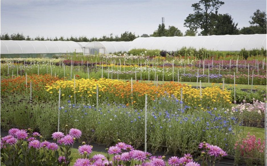 The New York Flower Farm — NATIVE NY Gardens