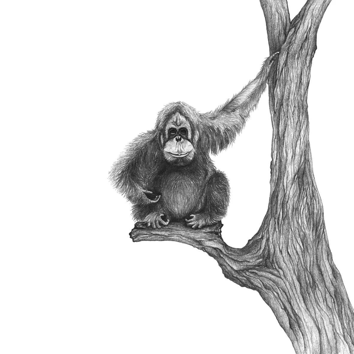 LALE GURALP - Fine pencil drawings and prints.