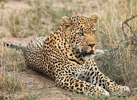 The Wildlife Photographer's Blog — Wink Gaines Photogapher