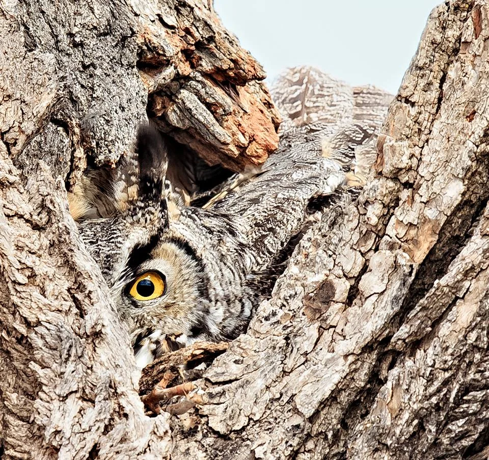 The Wildlife Photographer's Blog — Wink Gaines Photogapher