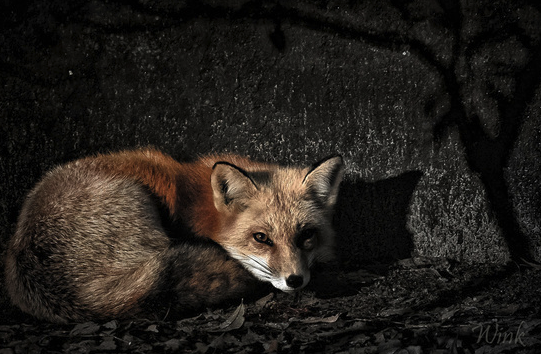 "Resting Red Fox" — Wink Gaines Photogapher