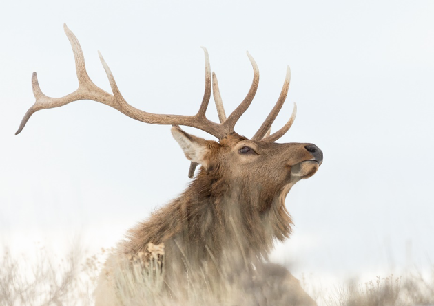 Wink Gaines Photogapher