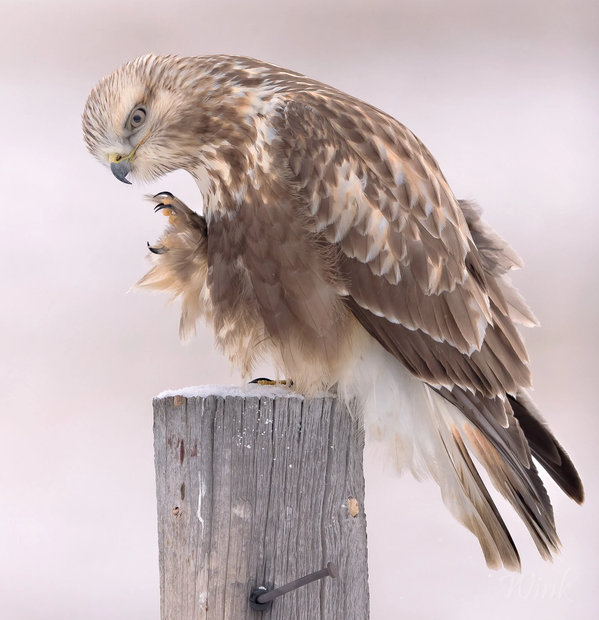 The Wildlife Photographer's Blog — Wink Gaines Photogapher