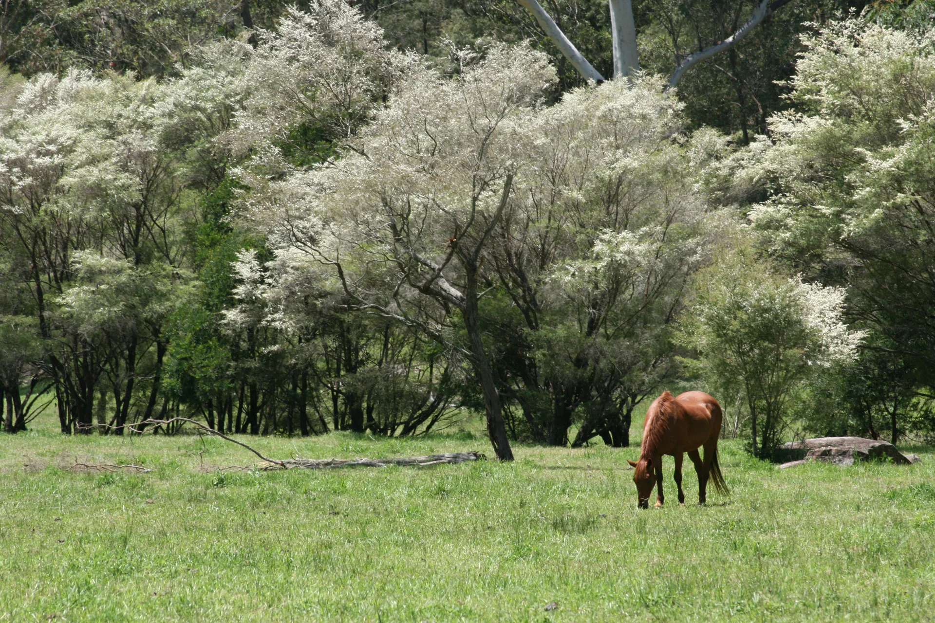 SPRING FEEDING AND PASTURES — Jenquine