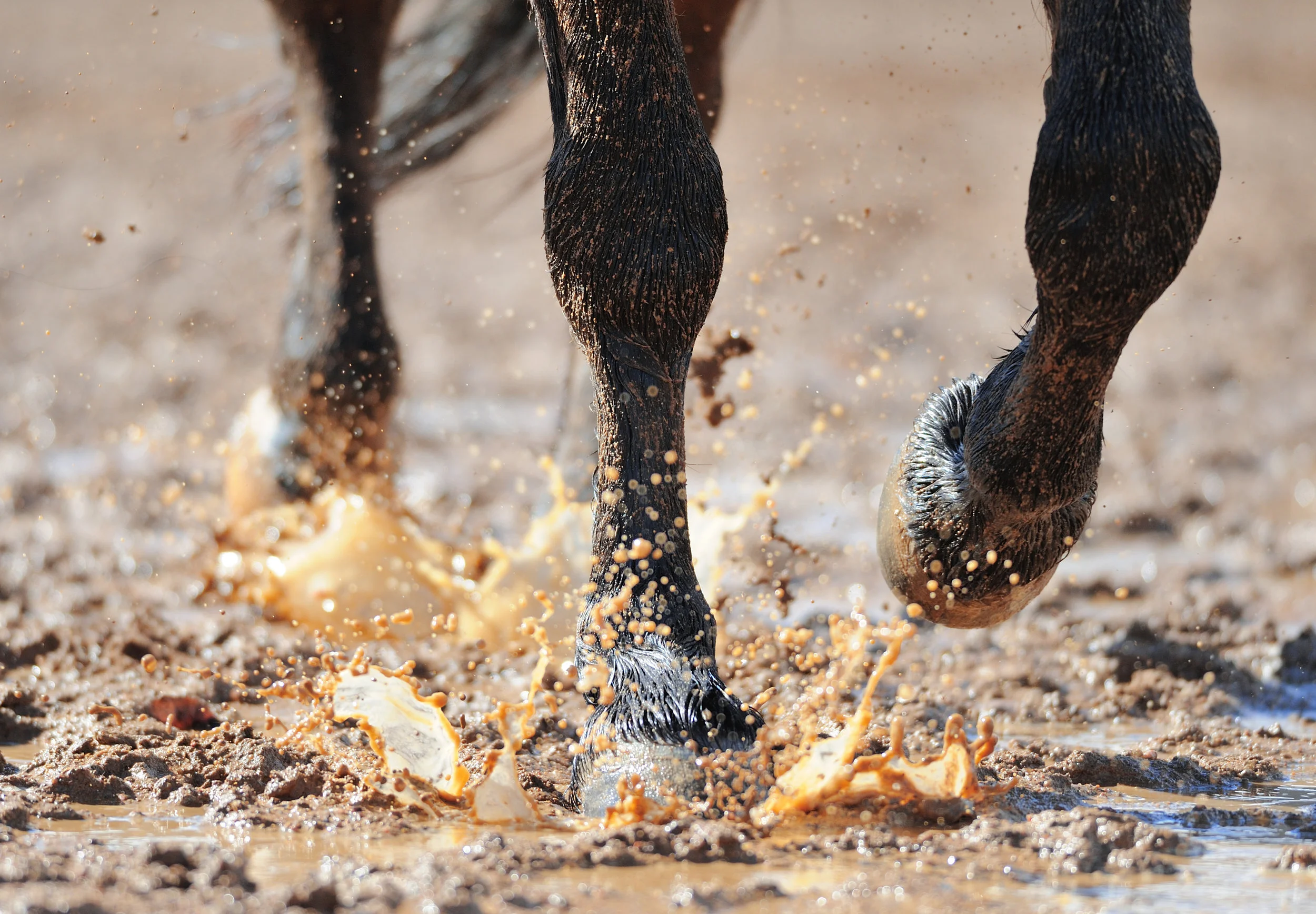 Understanding and Treating Mud Fever — Jenquine
