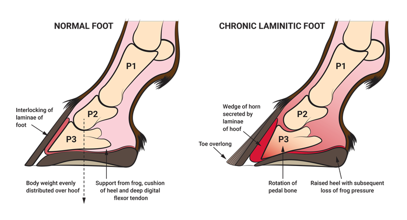 Understanding Laminitis: Causes, Stages, and Care — Jenquine