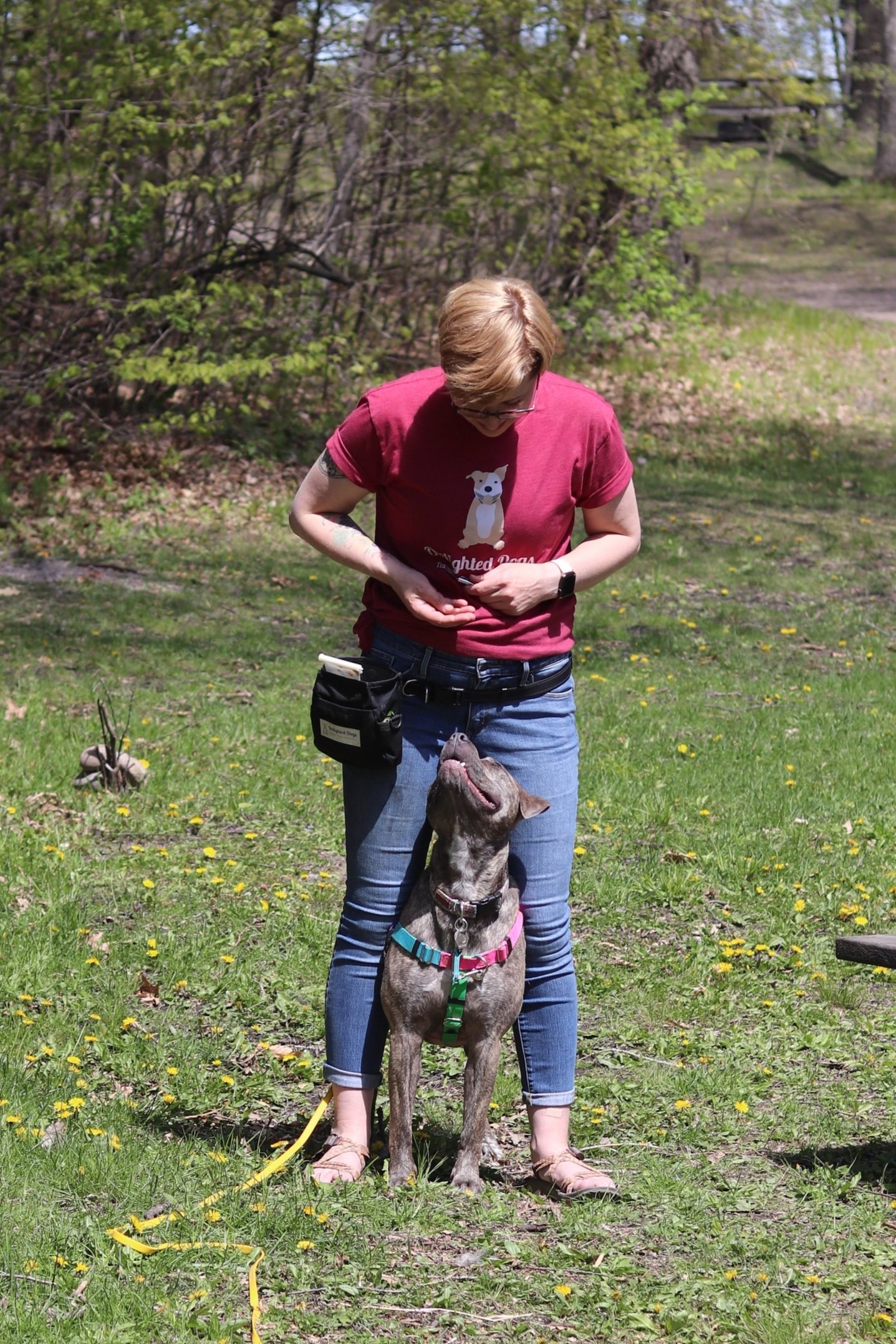 Group Classes — Delighted Dogs