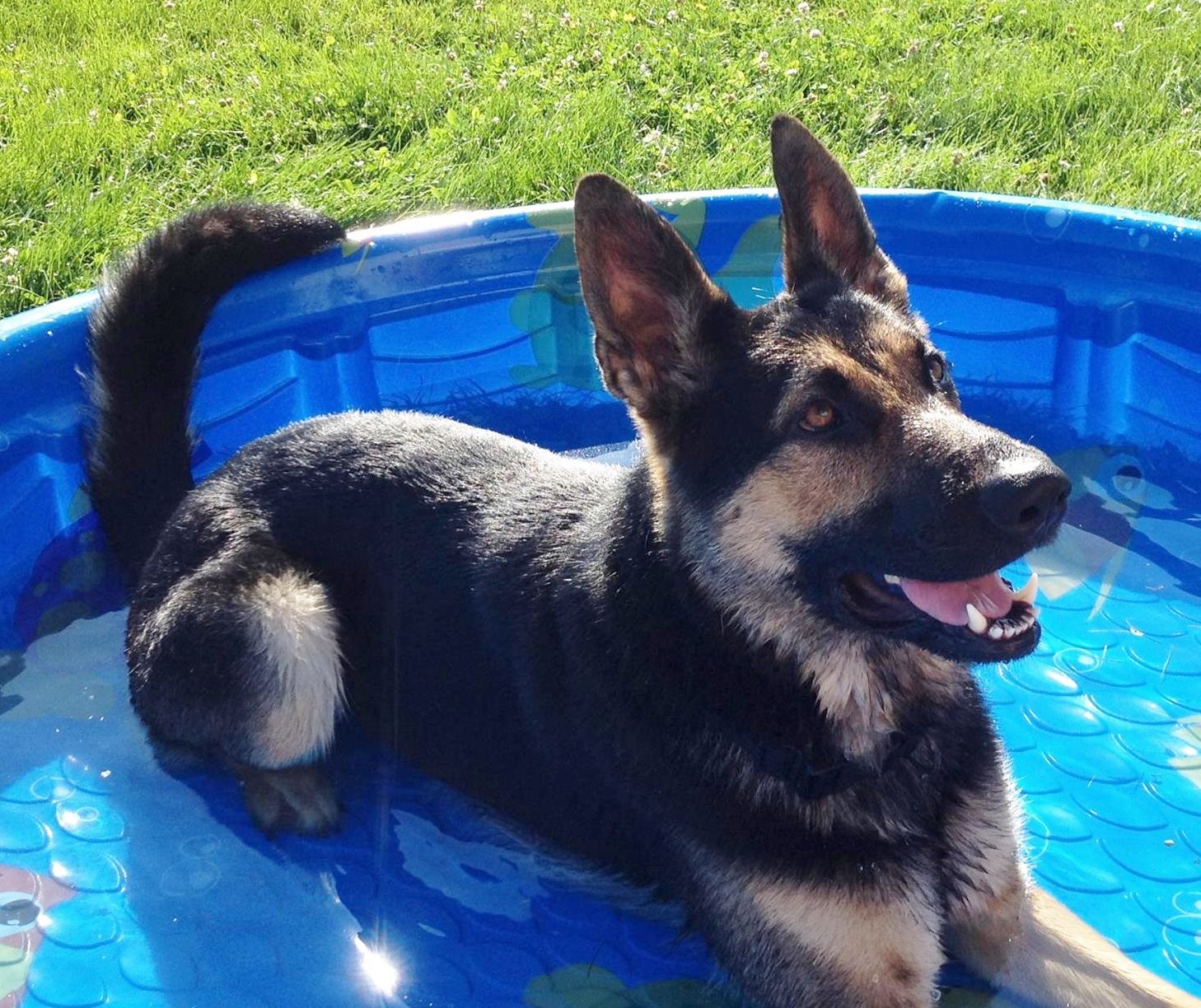 What Breed Is The Apollo Of Dogs