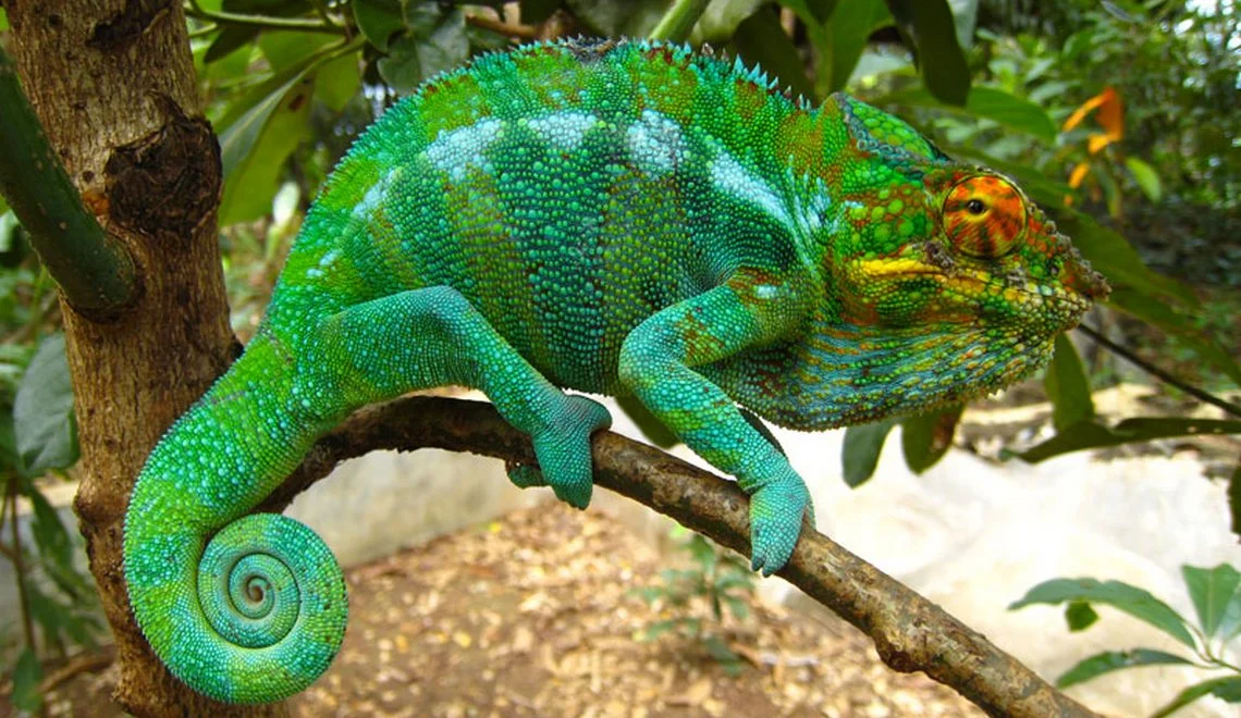 MADAGASCAR — I AM WATER Ocean Travel