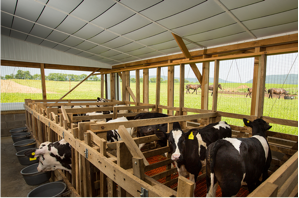 American Veal Association