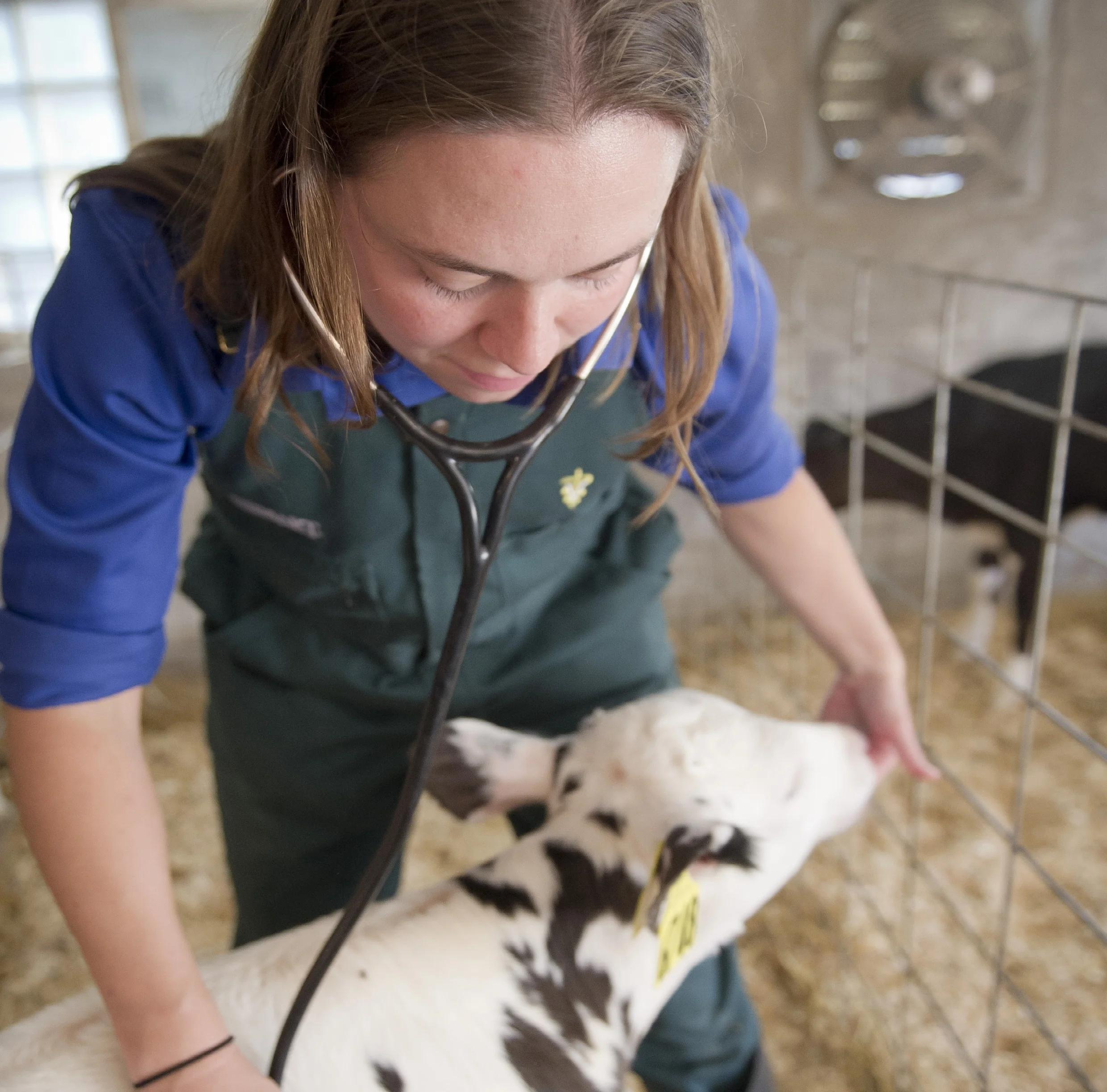 American Veal Association