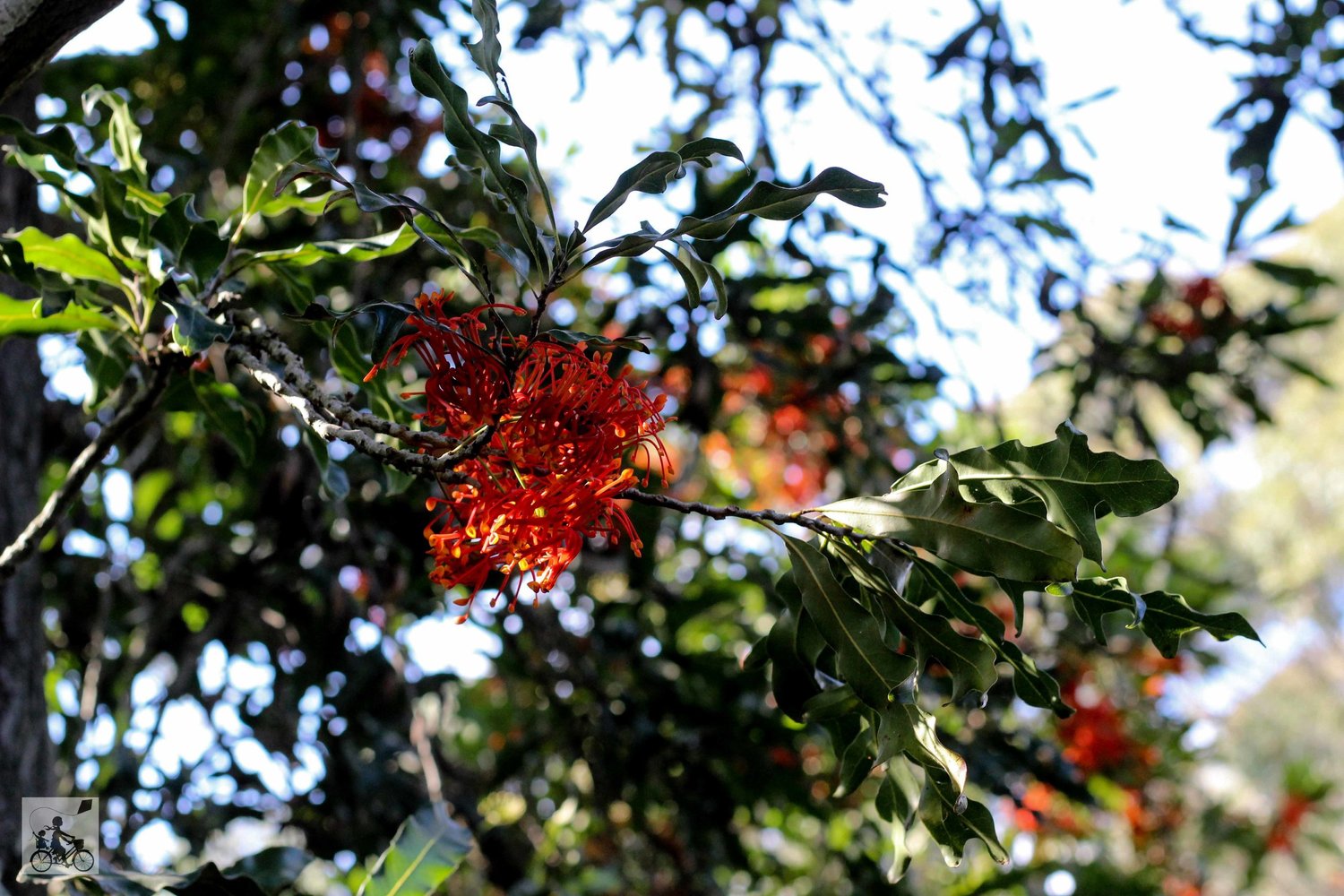 maranoa gardens, balwyn — mamma knows east