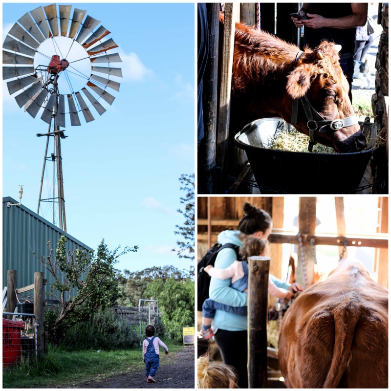 collingwood children's farm, abbotsford — mamma knows east