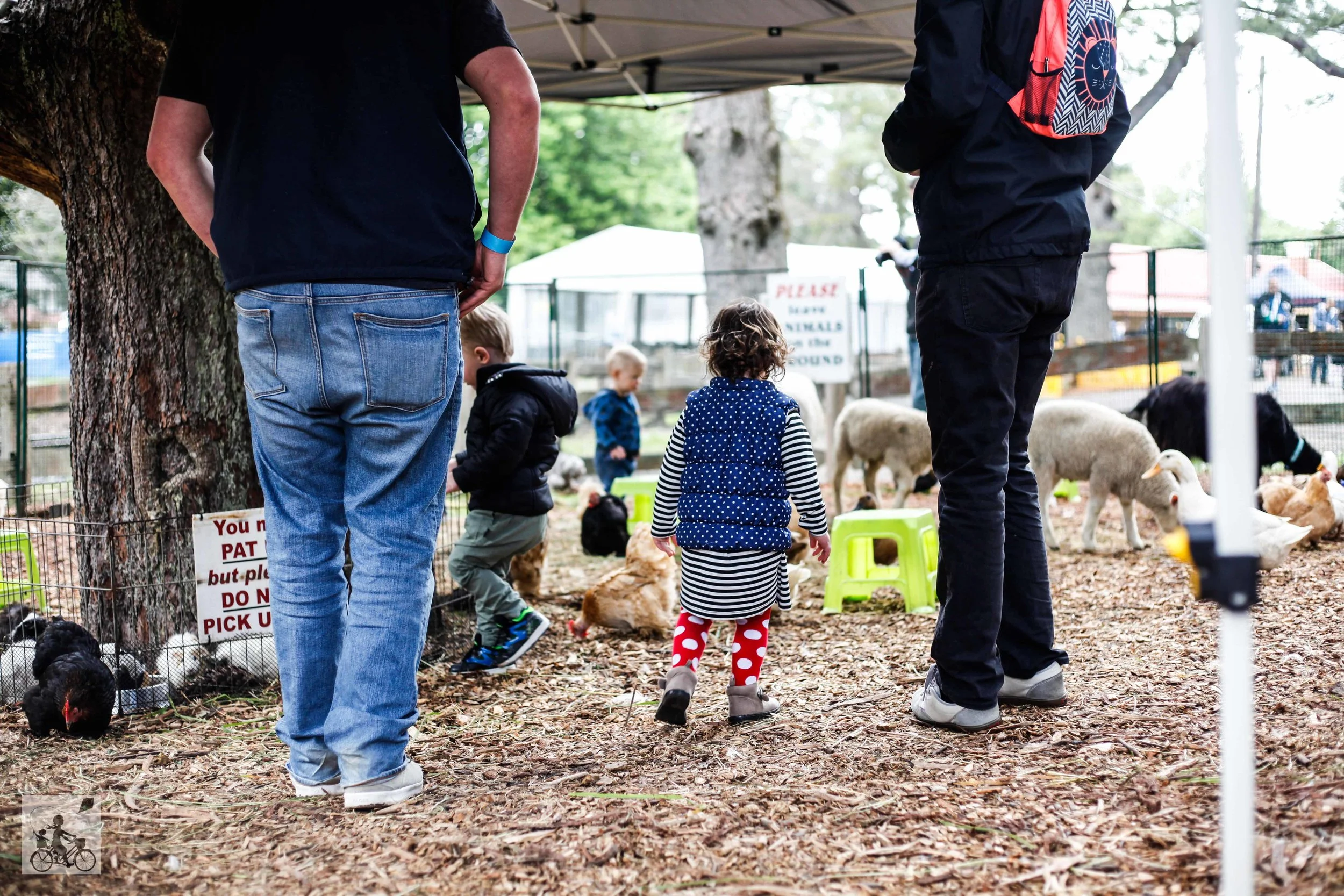 day out with thomas, puffing billy, gembrook — mamma knows east