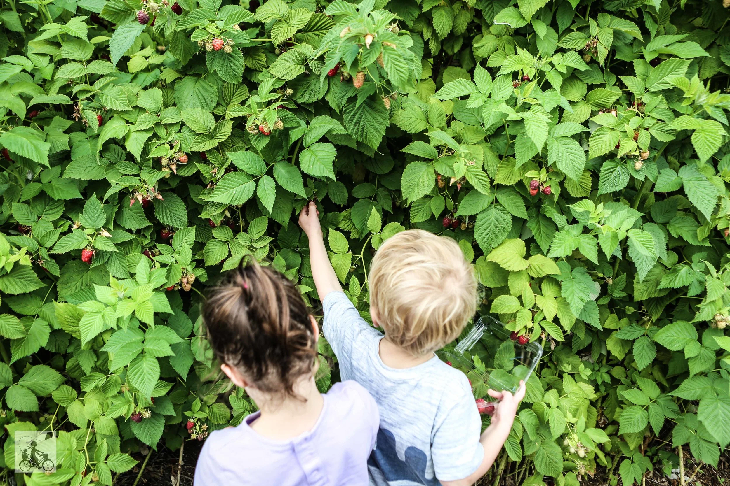 Mamma's Guide to U-pick Farms in the East — mamma knows east