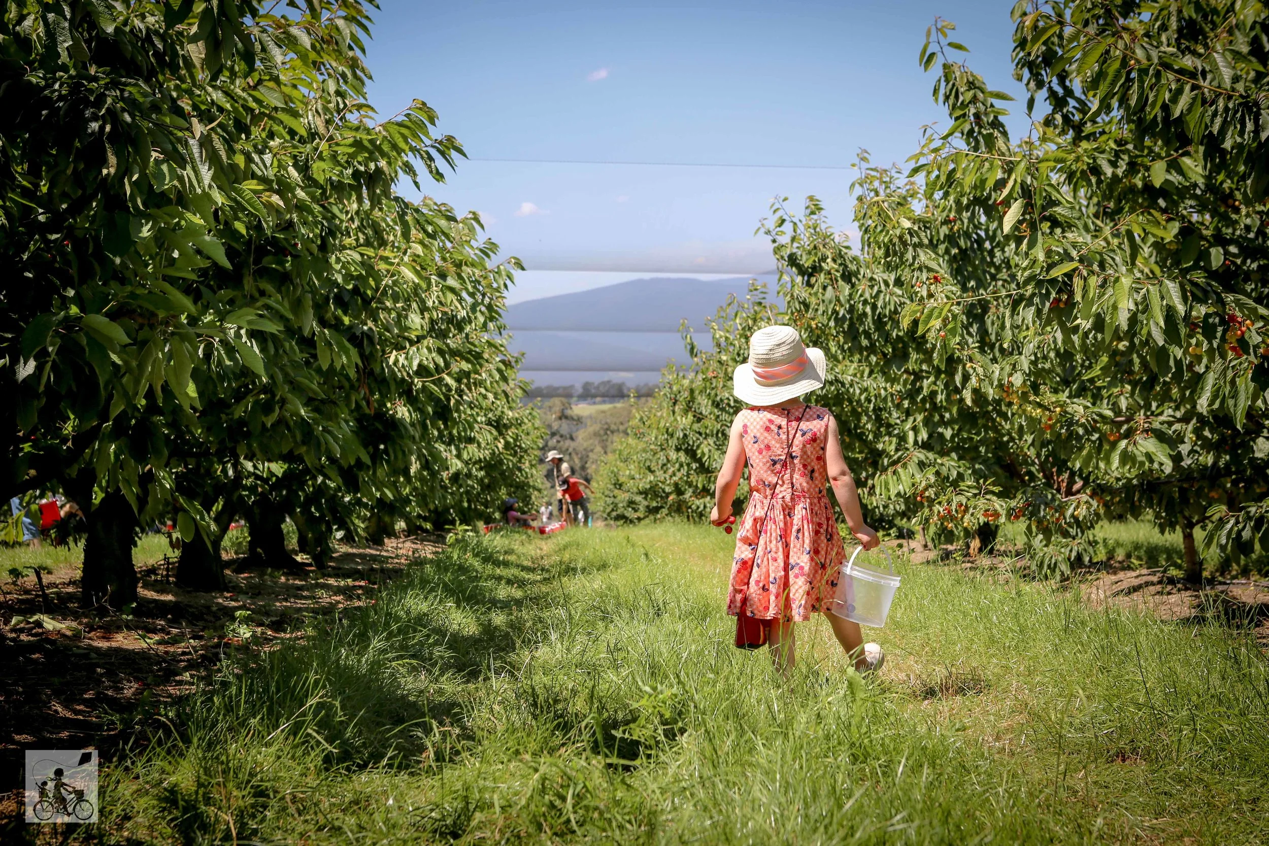 CherryHill Orchard - U-Pick Cherries, Coldstream — mamma knows east