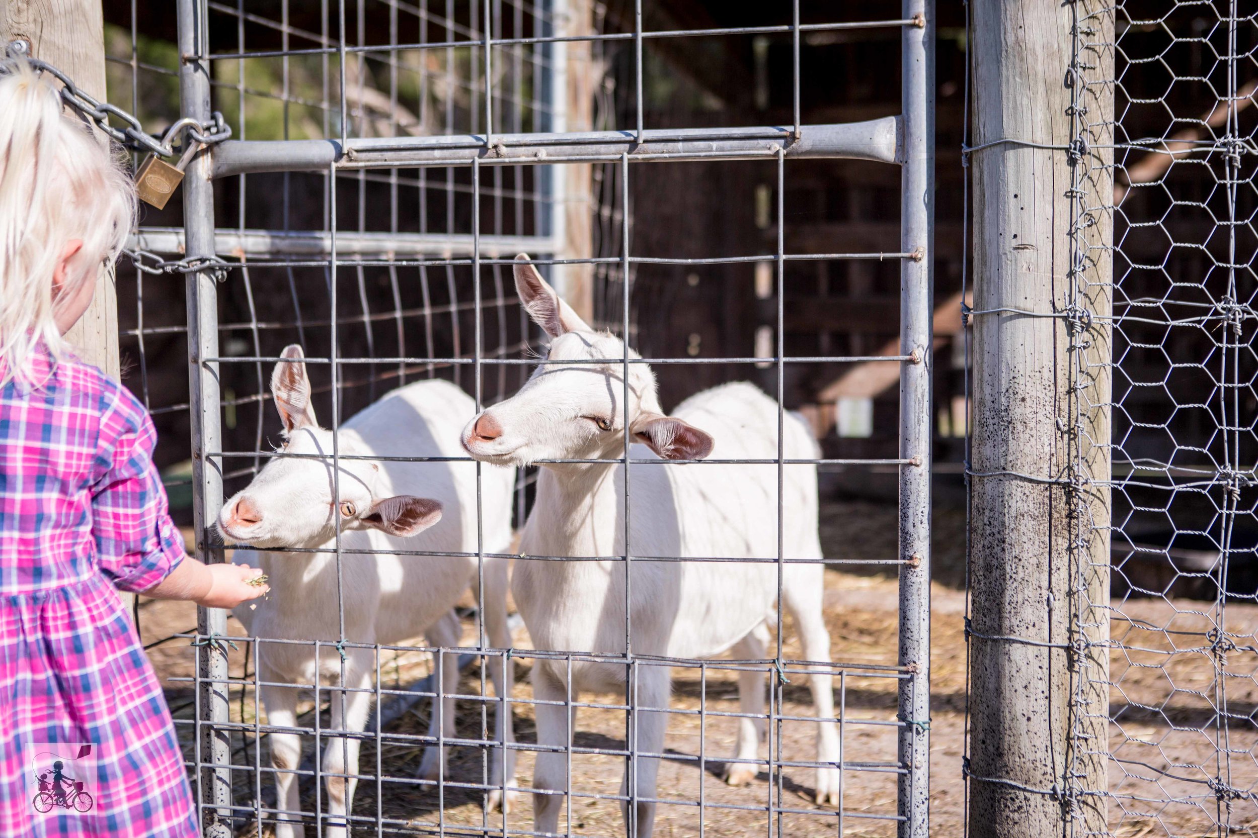 Myuna Farm, Doveton — mamma knows east