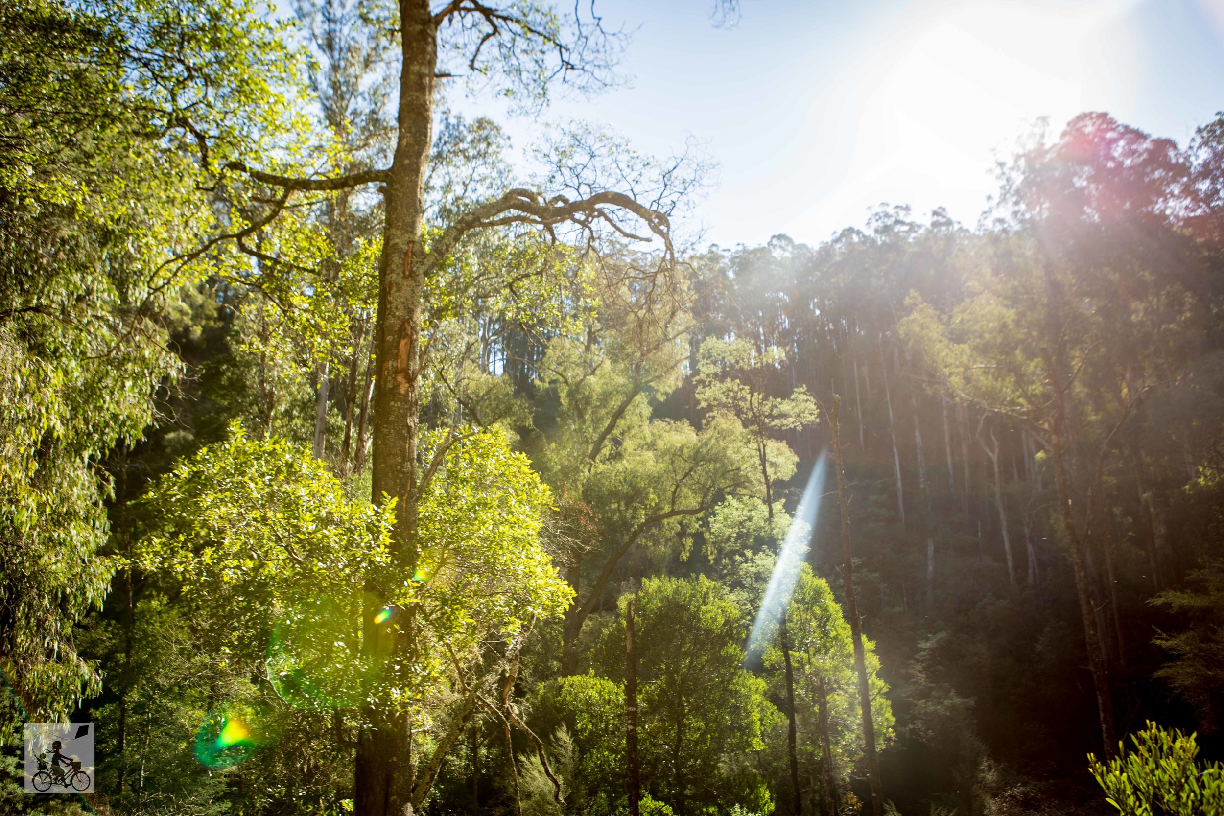 walhalla goldfields railway, walhalla — mamma knows east