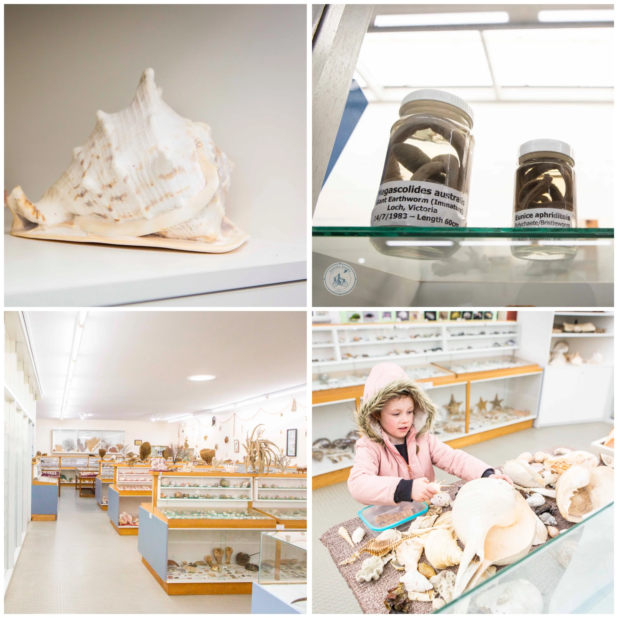 shell museum @ bunurong environment centre, inverloch — mamma knows east