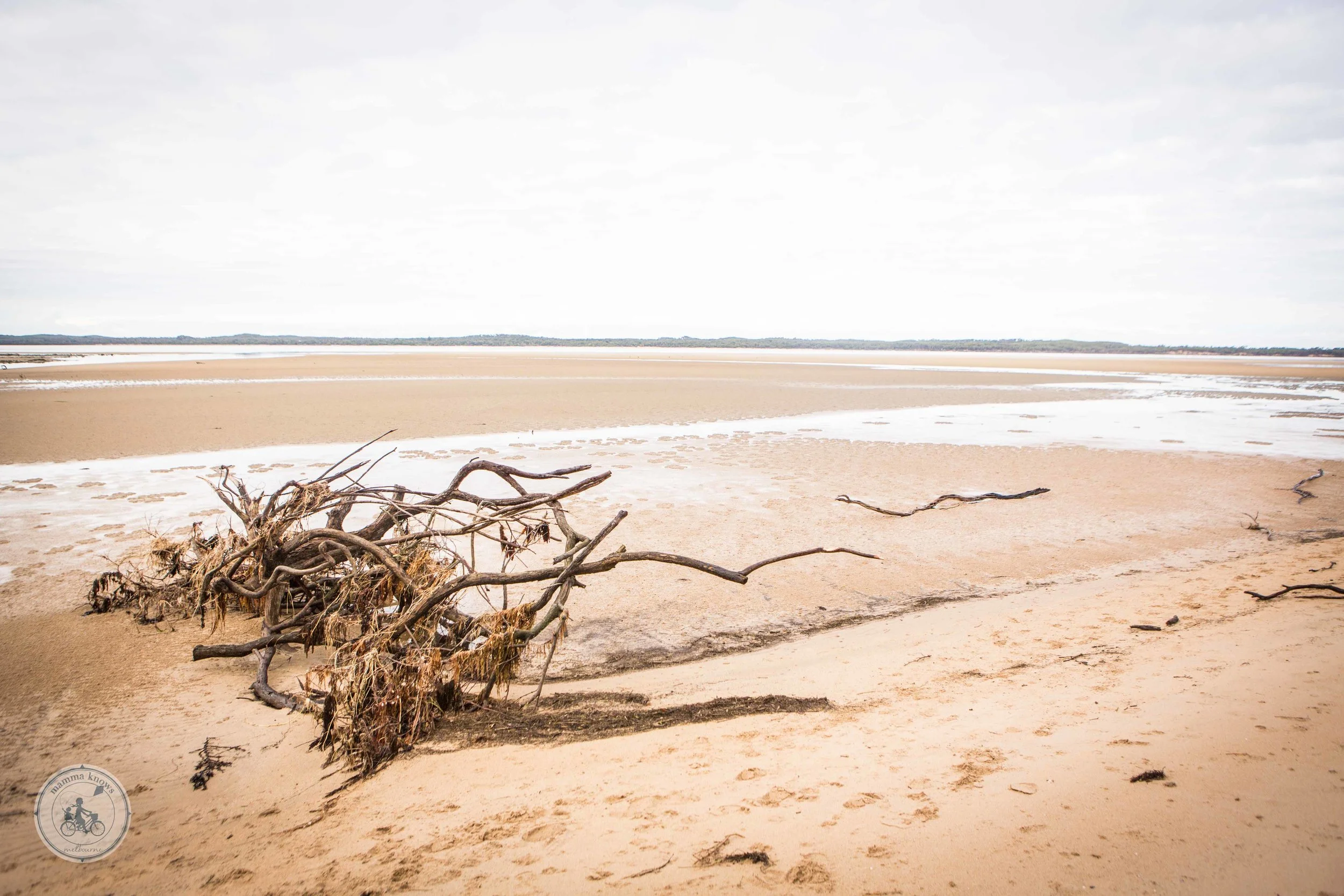 screw creek nature walk, inverloch — mamma knows east