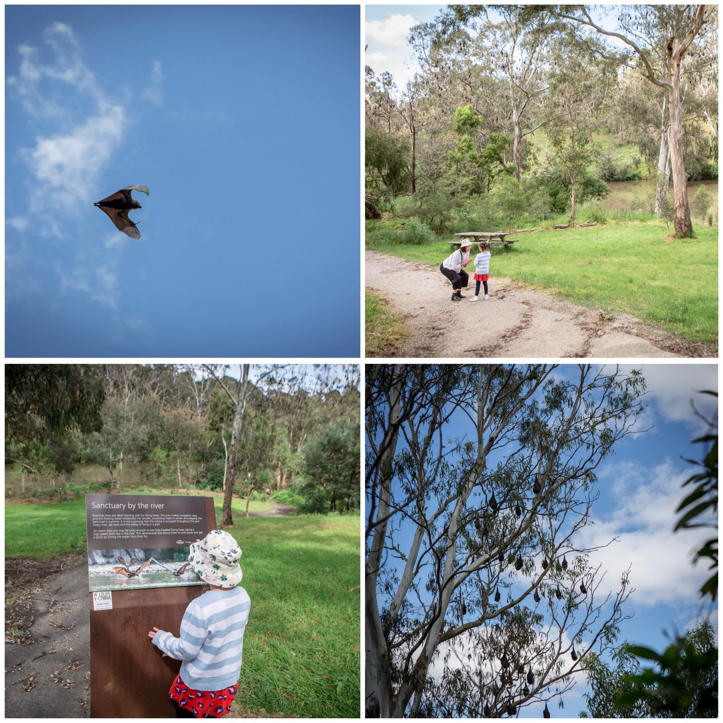 flying foxes @ bellbird picnic area, kew — mamma knows east