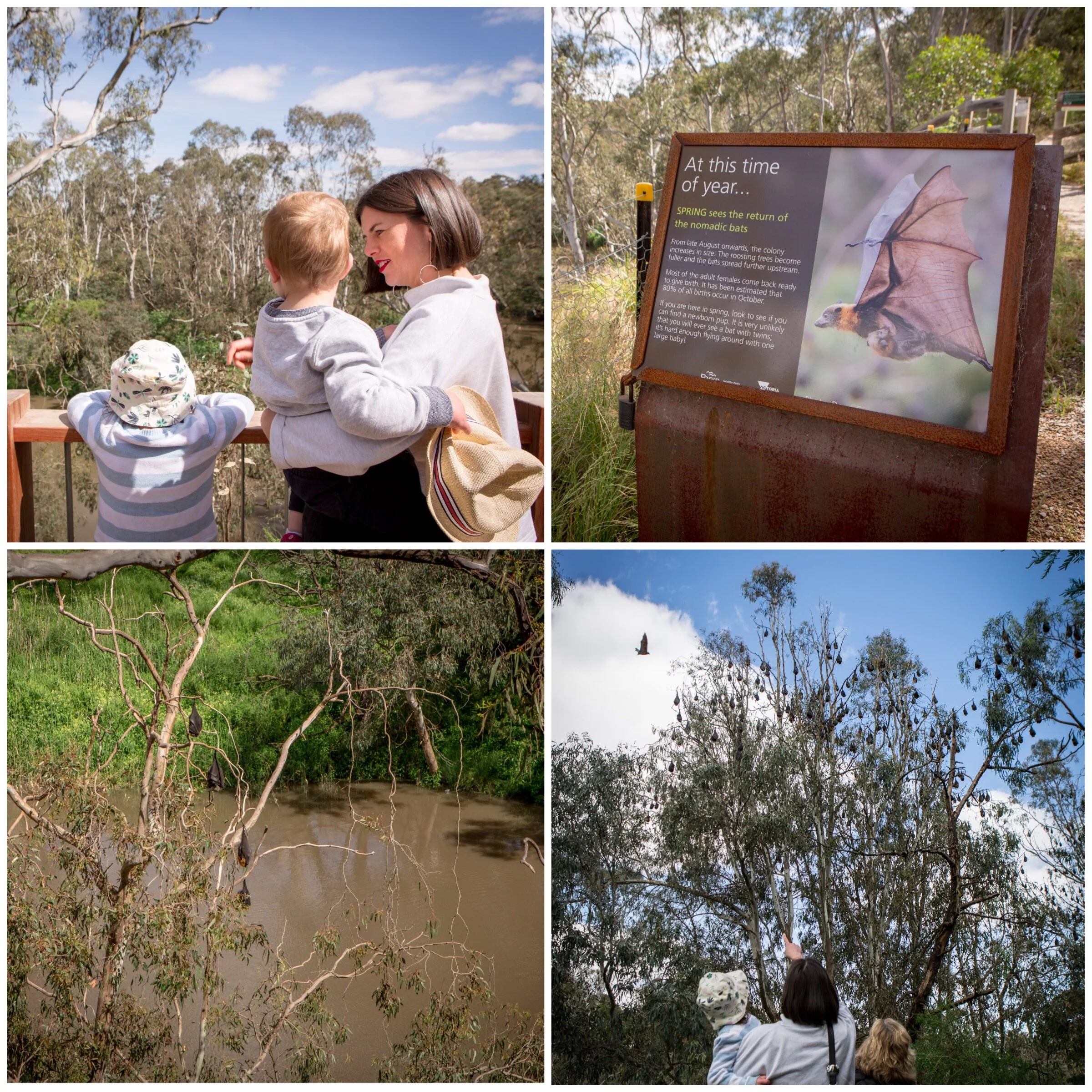 flying foxes @ bellbird picnic area, kew — mamma knows east
