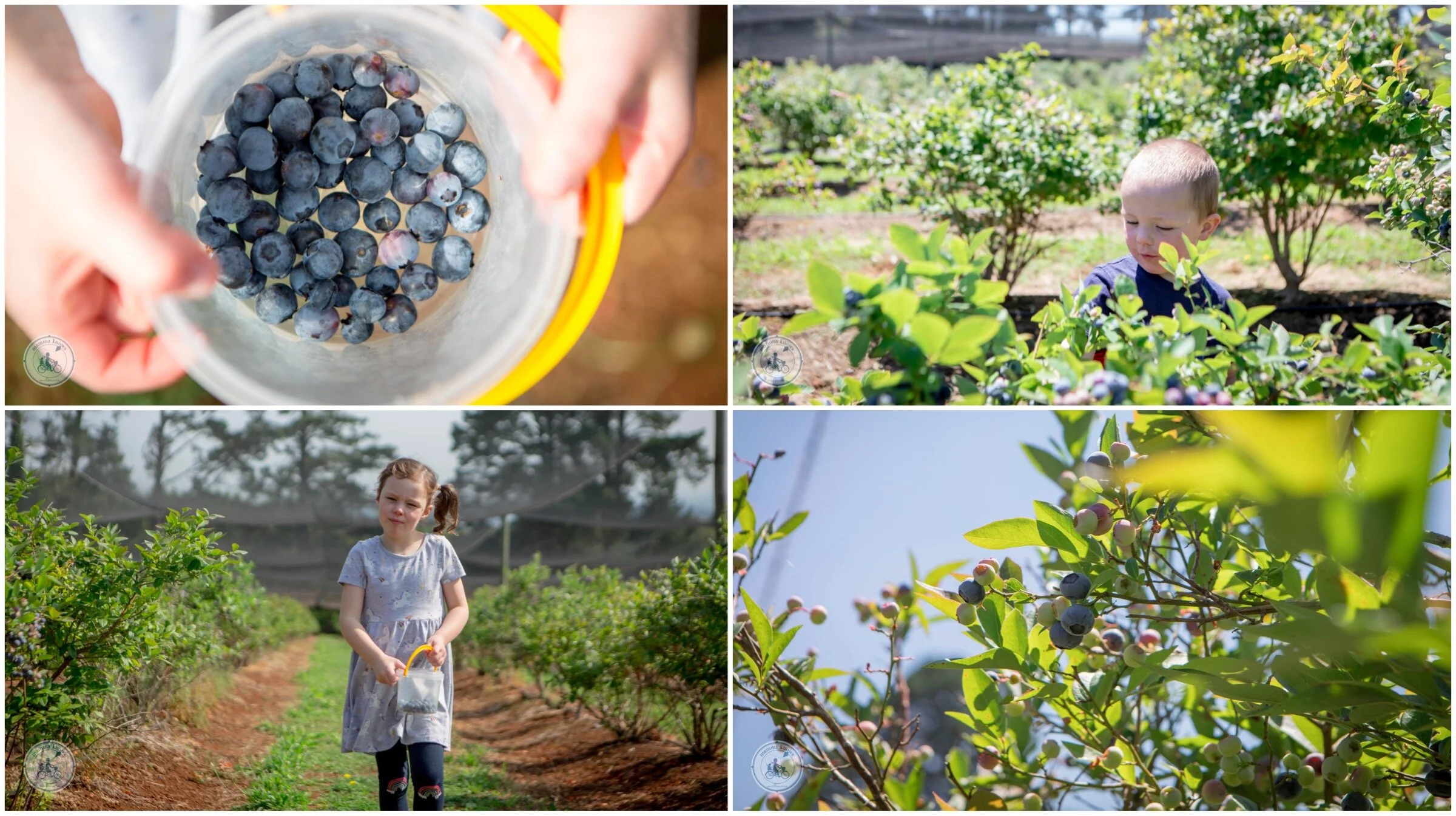 Family Experiences in Melbourne's East — mamma knows east