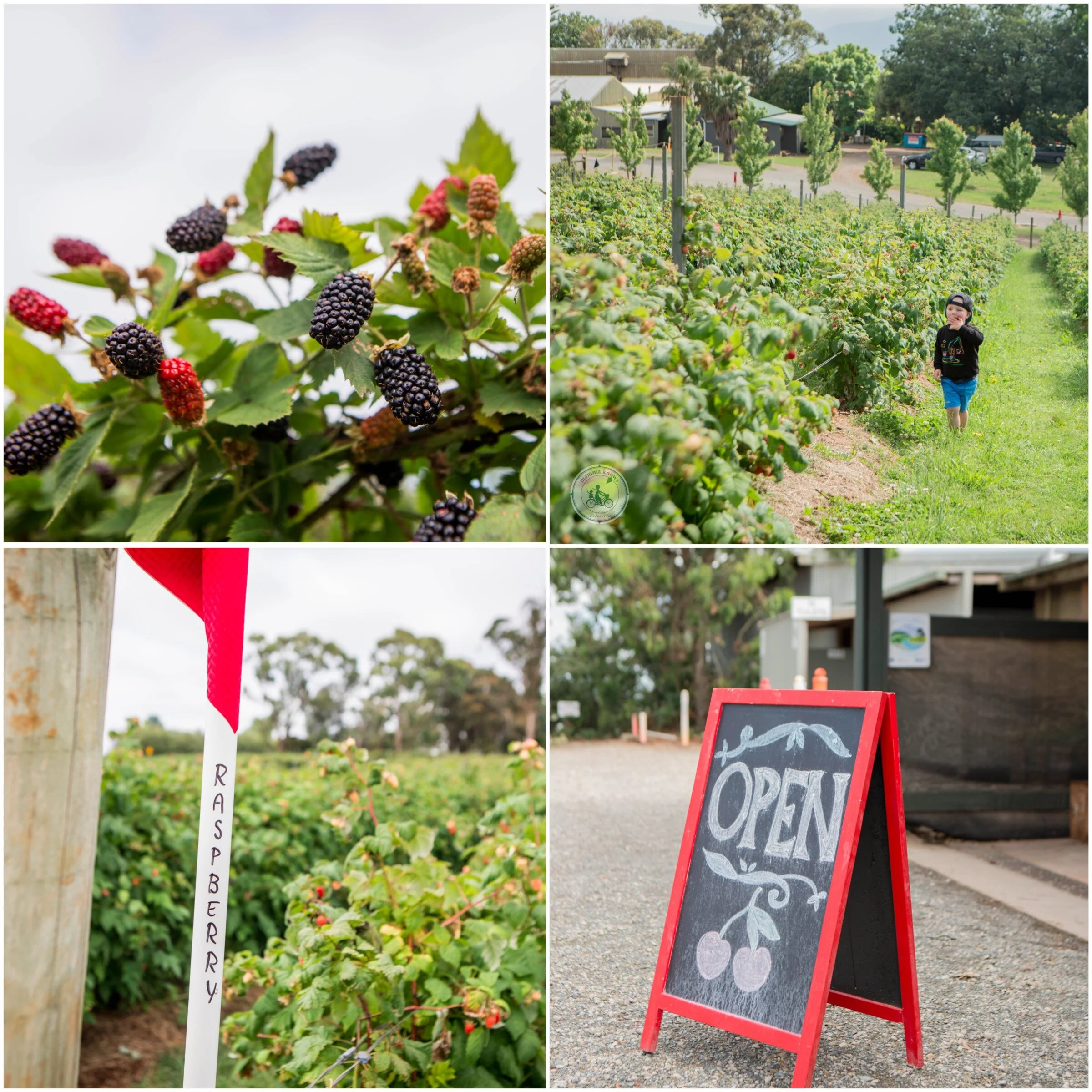 chappies u-pick, silvan — mamma knows east