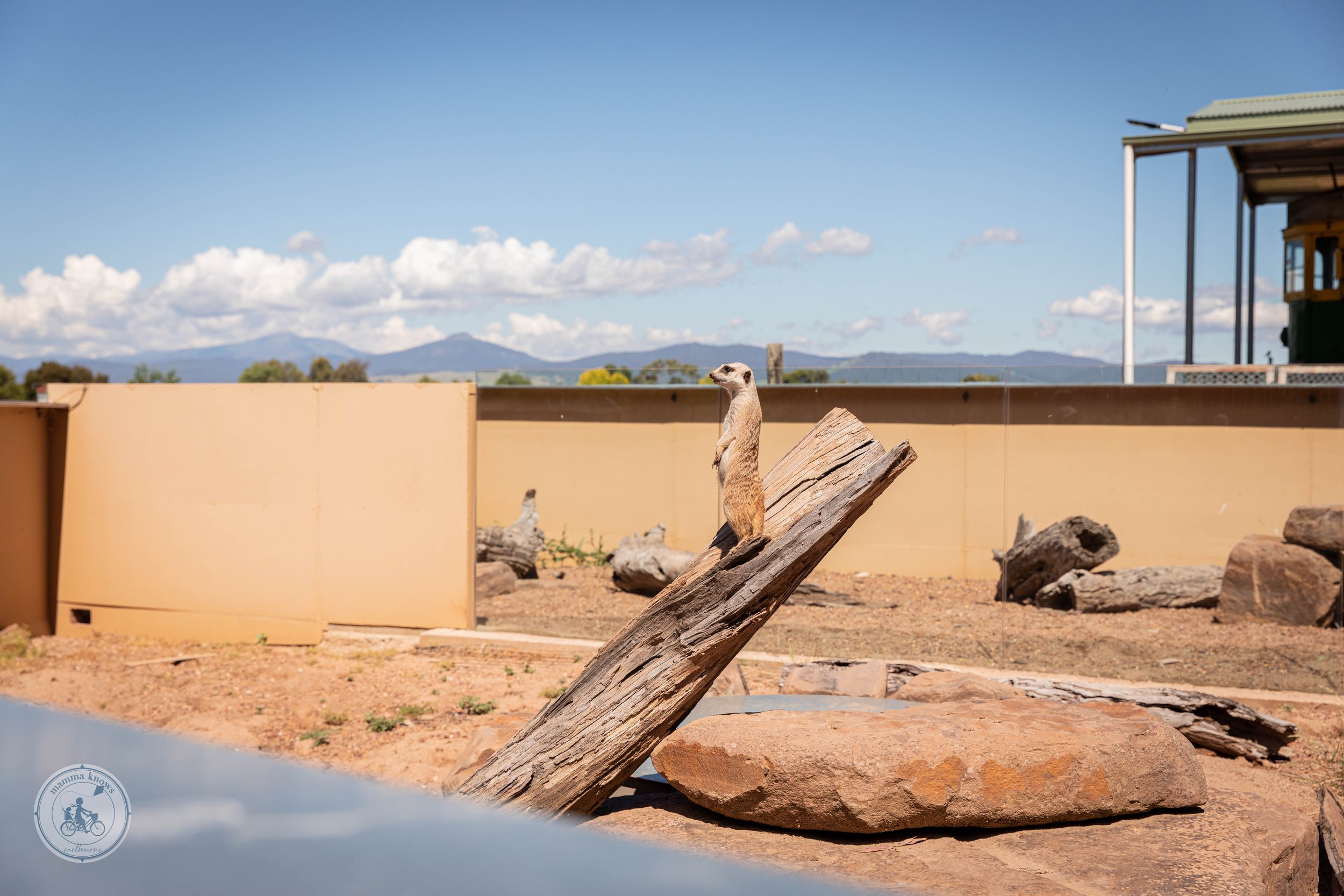 mansfield zoo, mansfield — mamma knows east