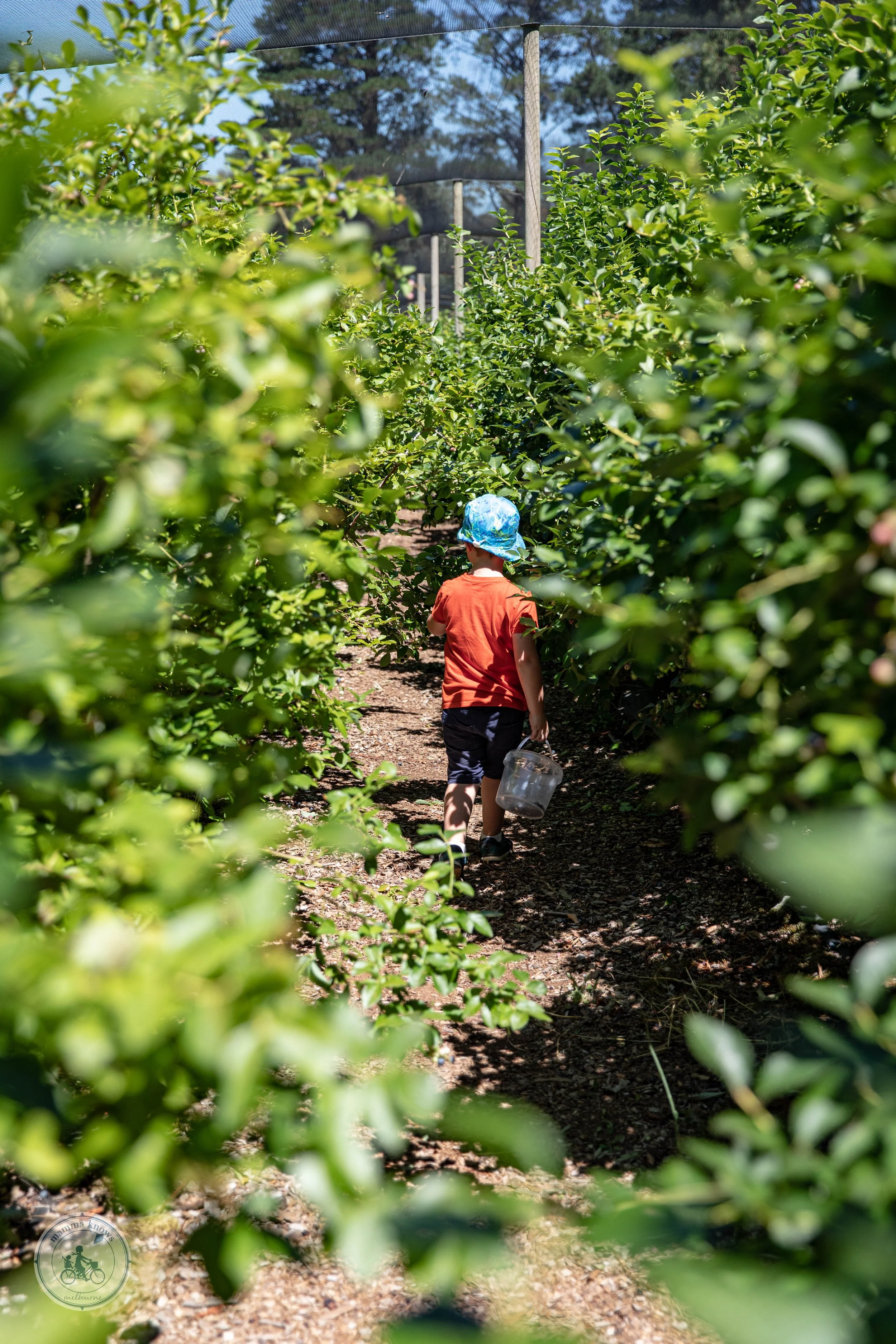 castella blueberries, castella — mamma knows east