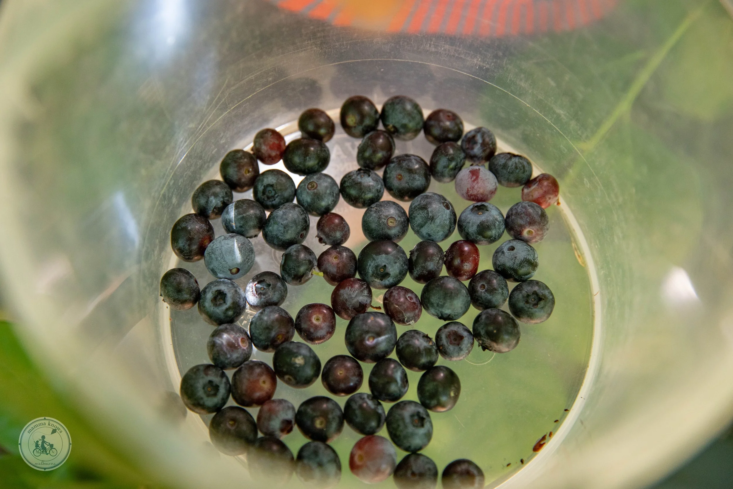 castella blueberries, castella — mamma knows east