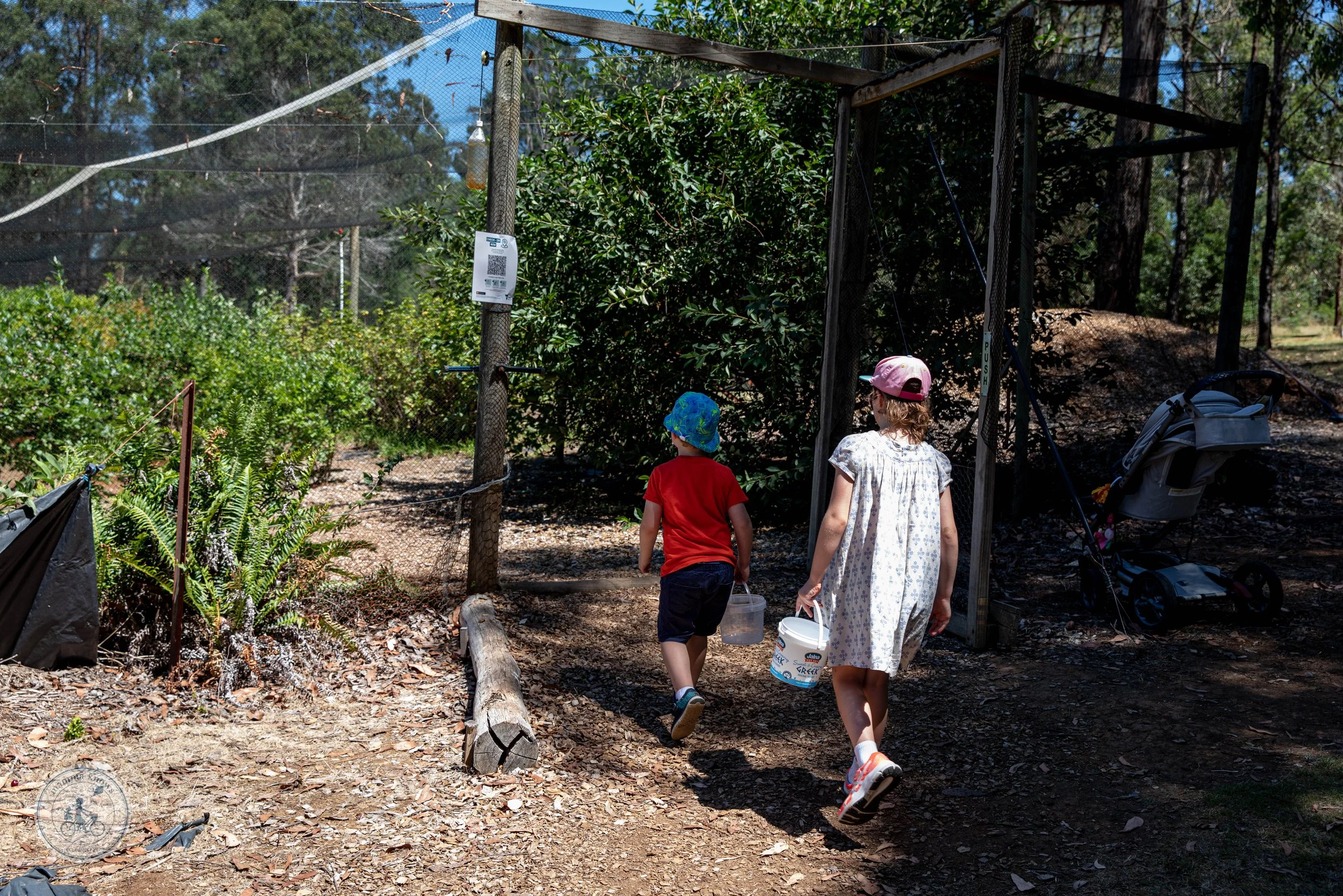 castella blueberries, castella — mamma knows east