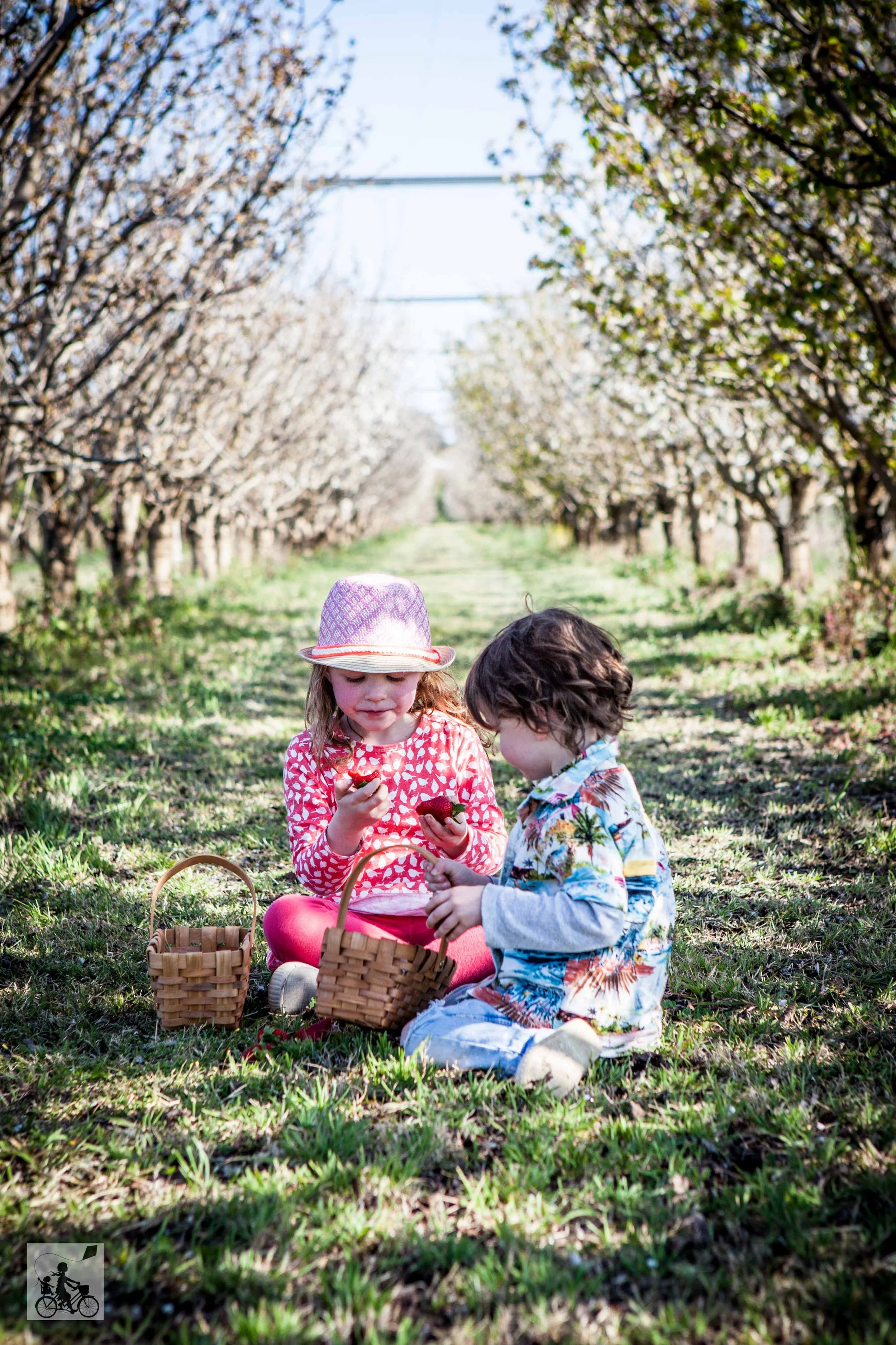 the blue hills cherry blossom show, silvan — mamma knows east
