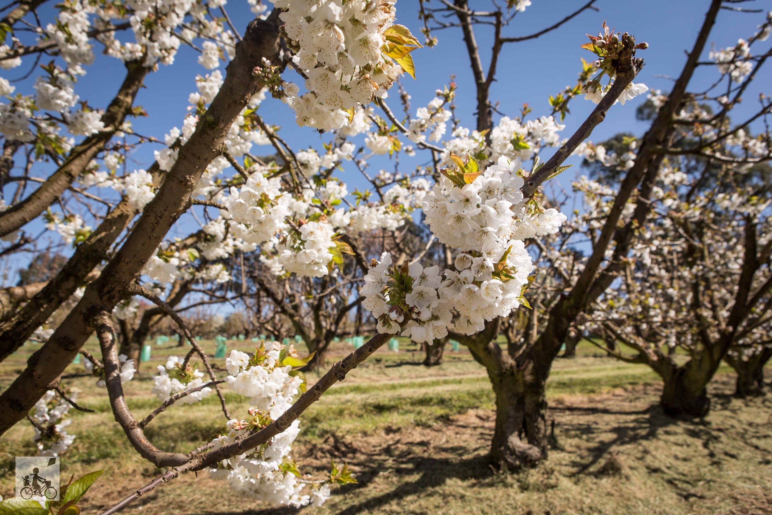 the blue hills cherry blossom show, silvan — mamma knows east