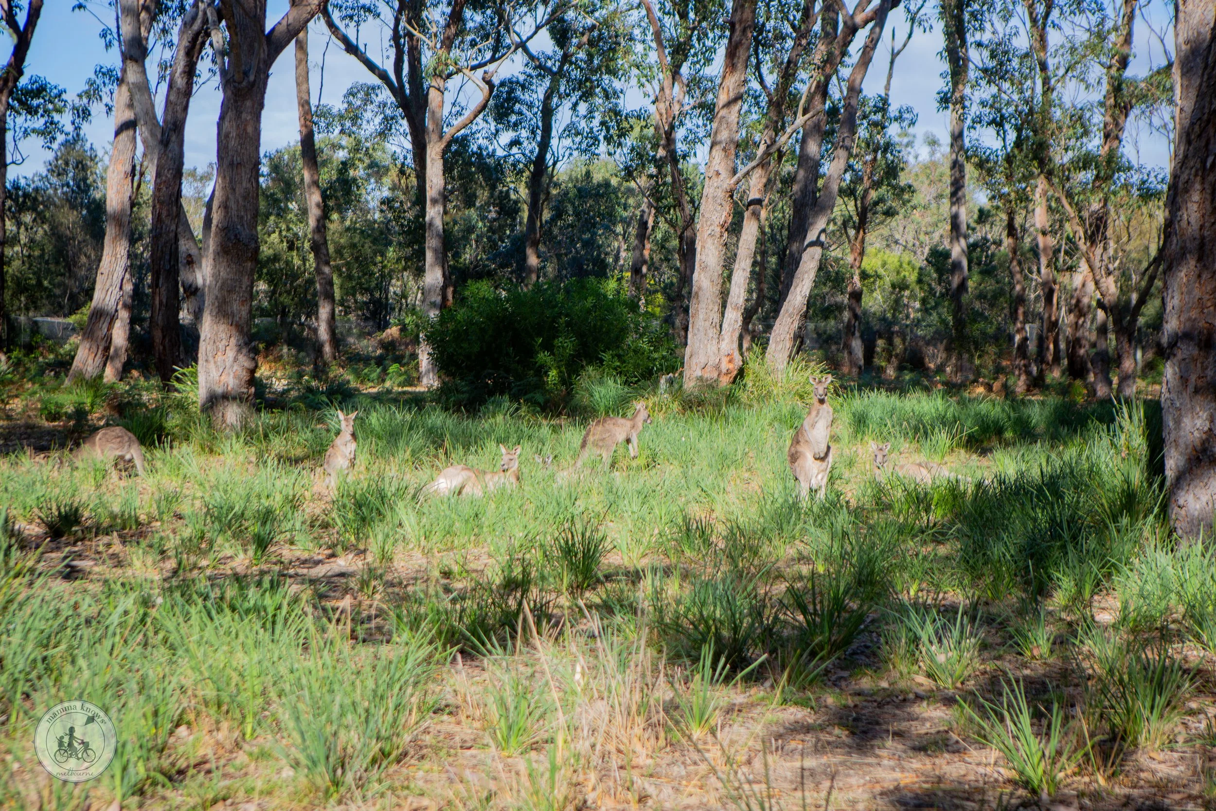 Raymond Island, Gippsland Lakes — mamma knows east