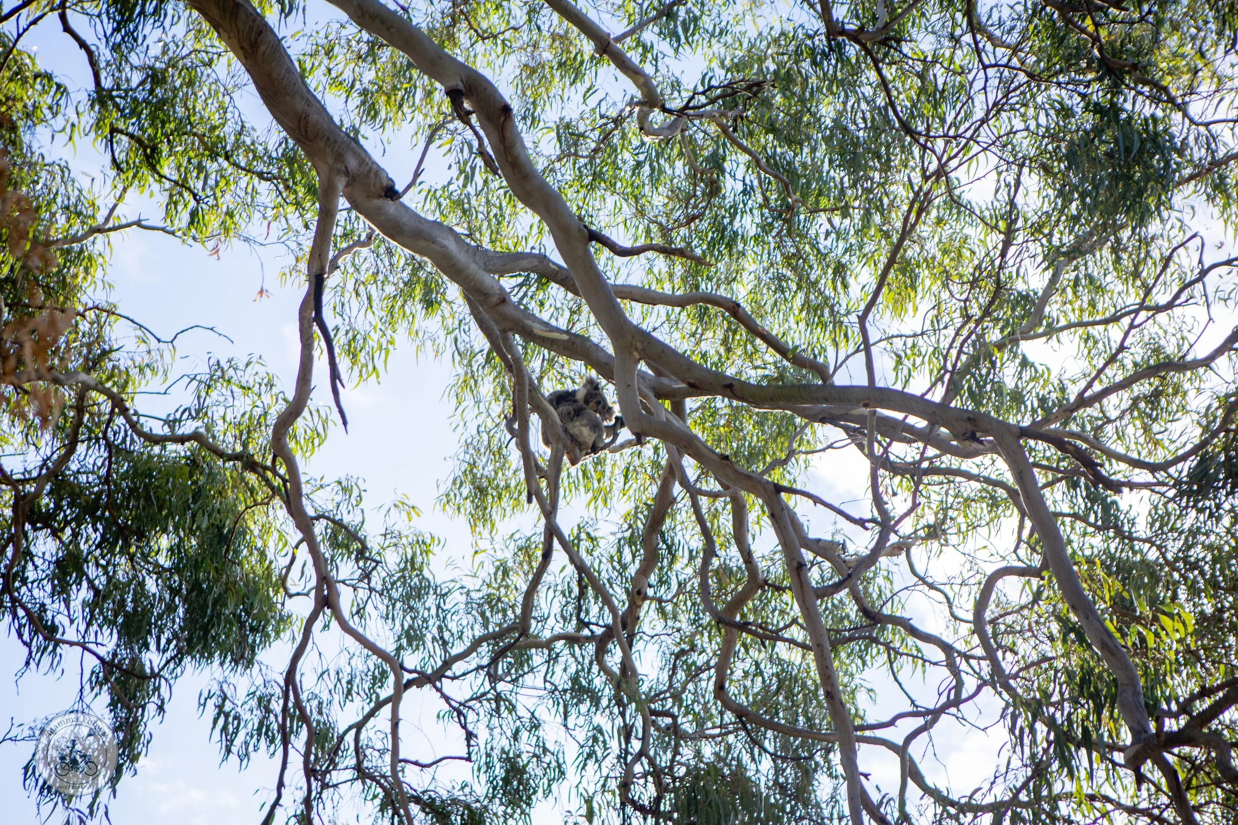 Raymond Island, Gippsland Lakes — mamma knows east